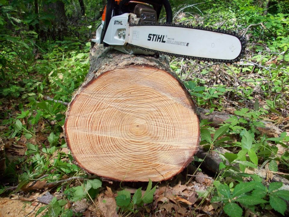 Kieler Bee Homestead: Man of Stihl: A Short Overview of Stihl Saws
