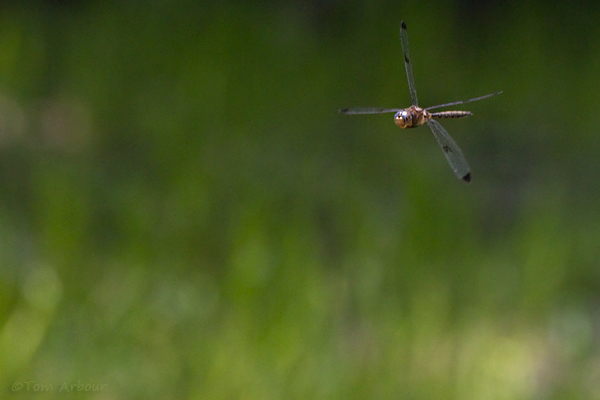 The Ohio Nature Blog: Prince Baskettail, Olentangy River