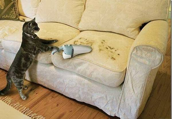 Lombard Animal Hospital: March 2014