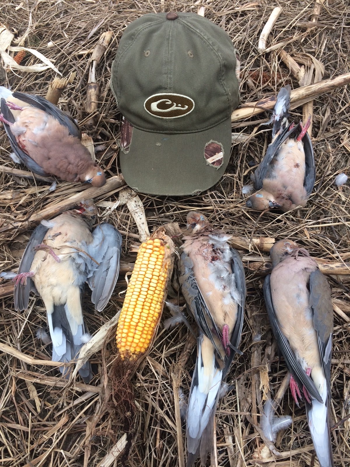 Lowcountry outdoors: Youth Shoots First Dove on Season Finale Hunt