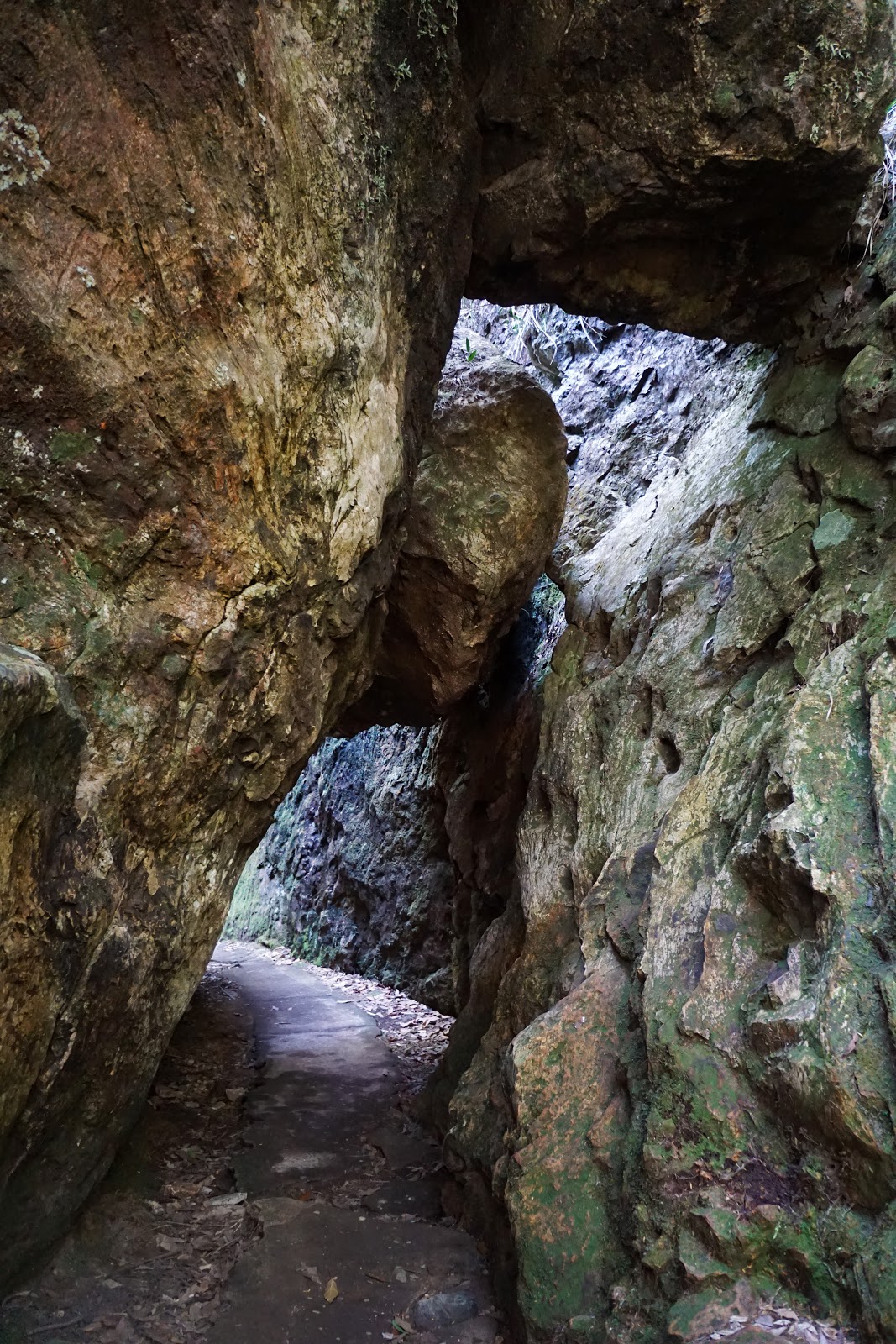 Twin Falls Circuit (Springbrook National Park) ~ The Long Way's Better