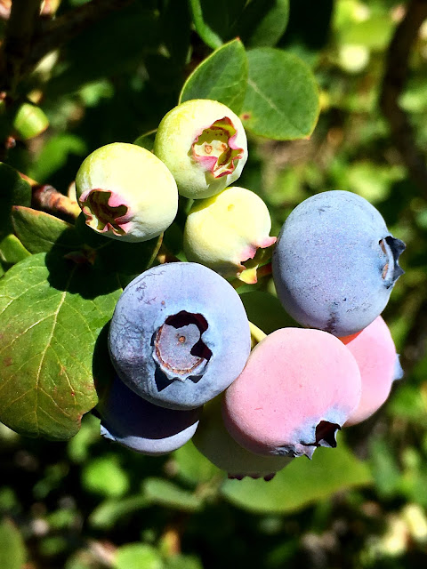 WALLA WALLA DAILY PHOTO As Seen By Susan: BLUEBERRY-LICIOUS