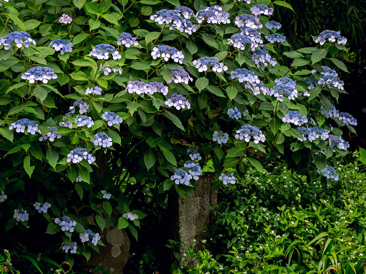 FROM THE GARDEN OF ZEN: Ajisai (hydrangea) flowers: Kaizo-ji