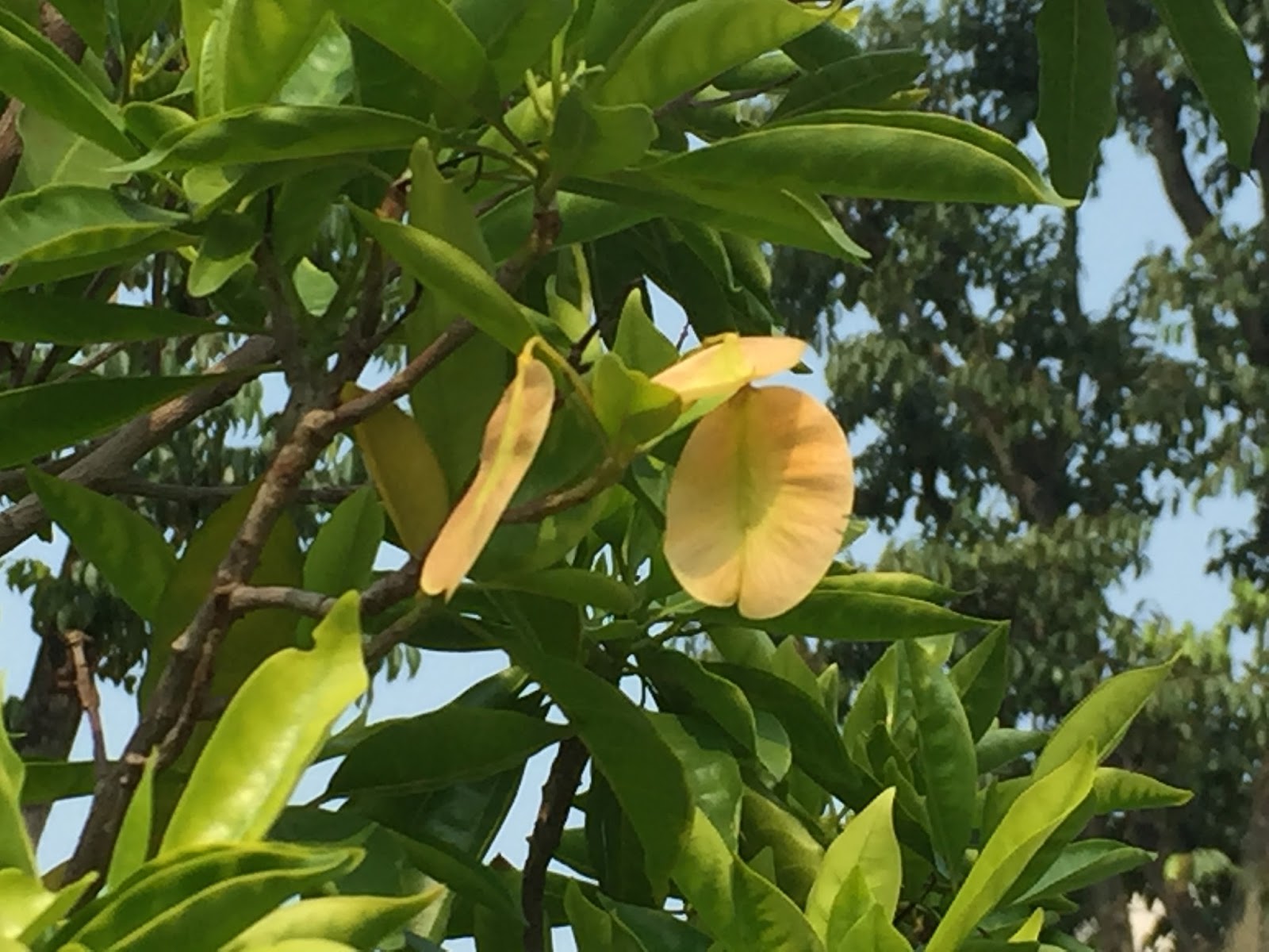 my G@Rdening frenzY: PTELEOCARPA LAMPONGA