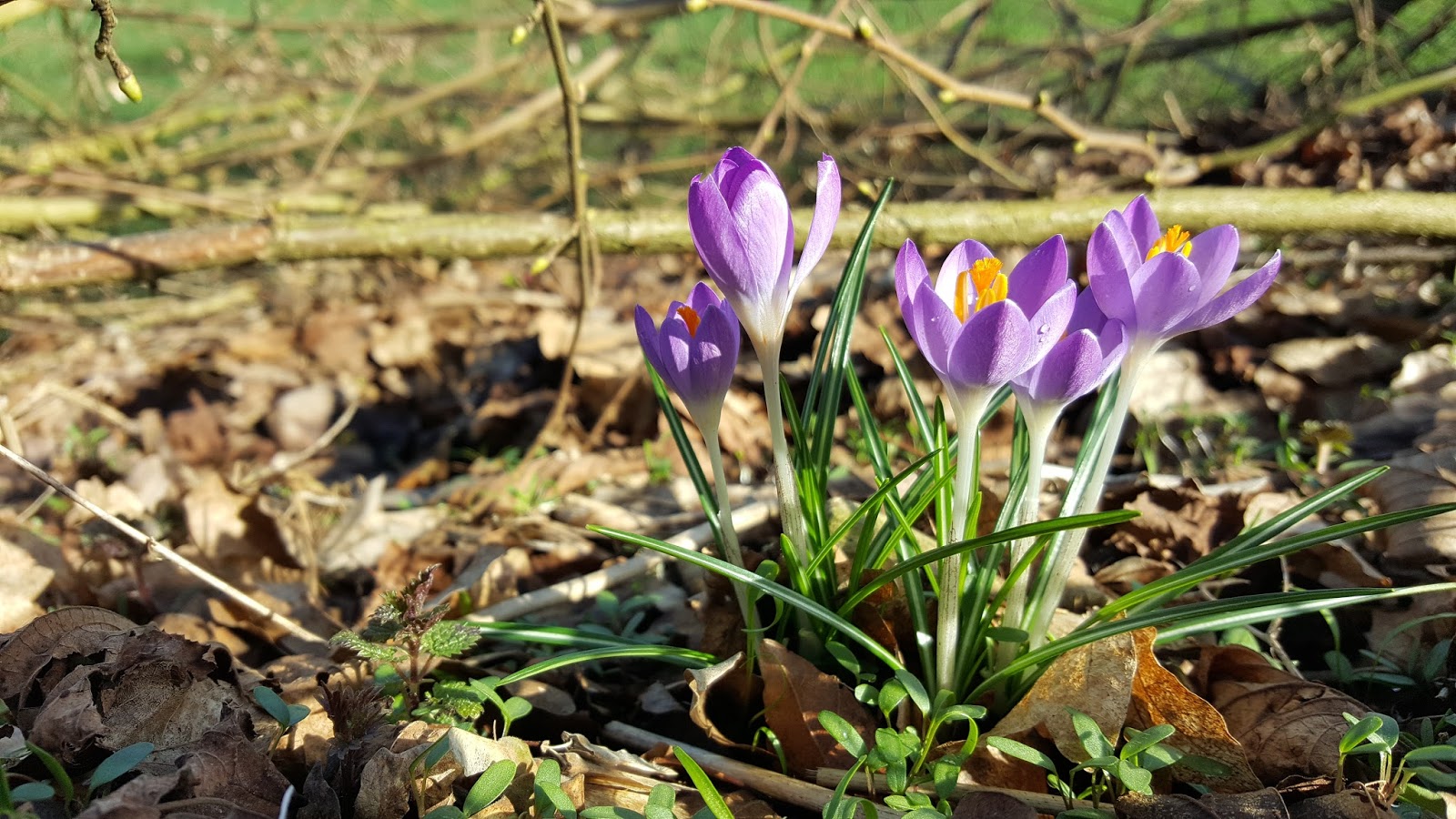 Angelo mamos puslapis: Pavasaris!