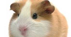 Rua das Pretas: Manuel Bandeira (Porquinho-da-índia)