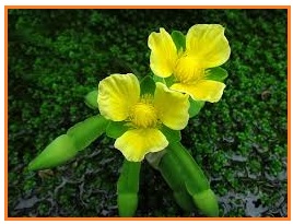 BIOLOGI GONZAGA: LIMNOCHARIS FLAVA - GENJER