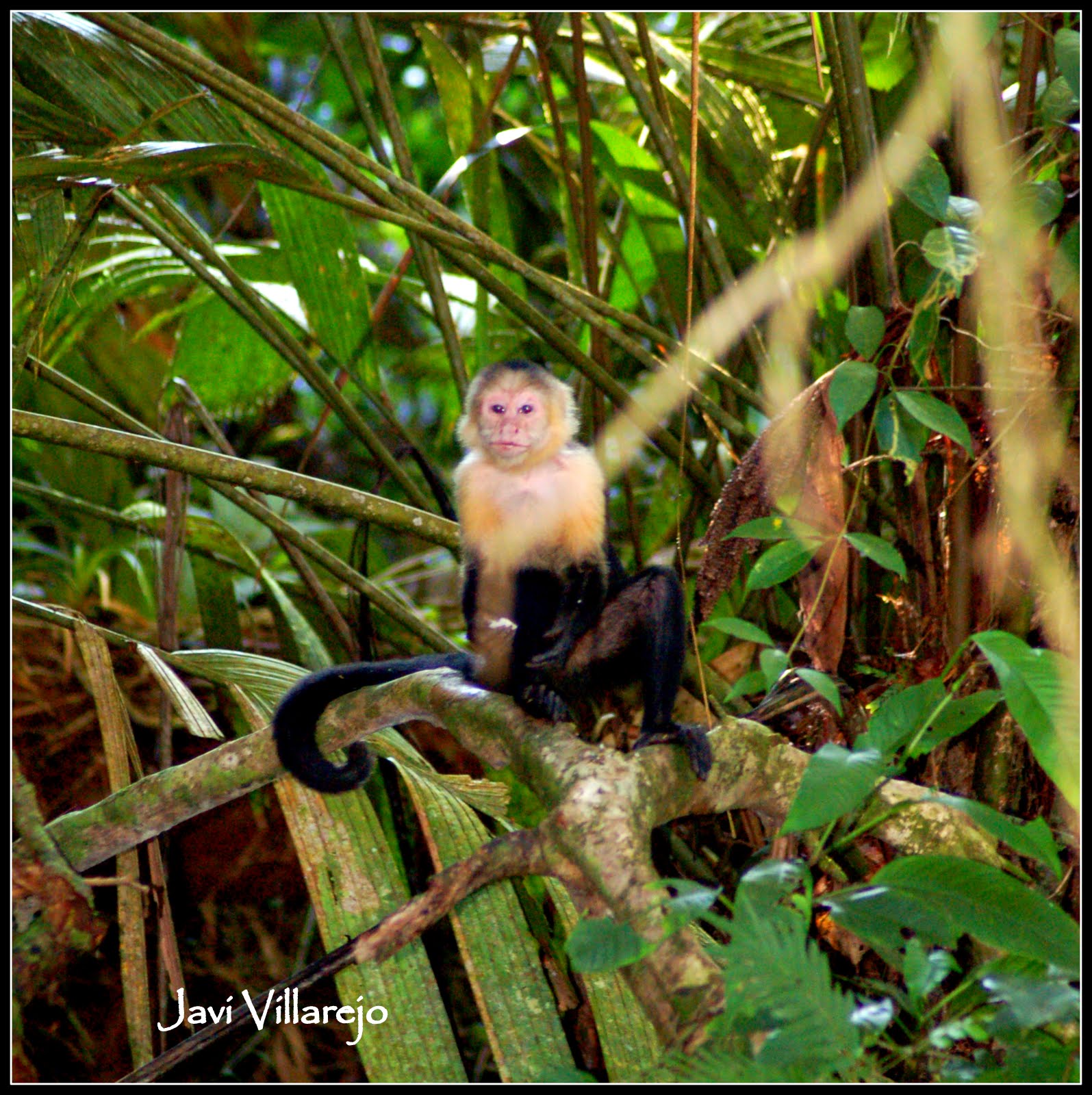 Trastero del viajero: Costa Rica, "Pura Vida"