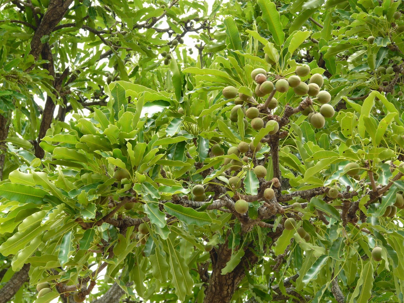 NFED Savelugu: Working Progress: The Northern Tree