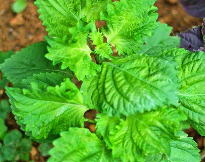 Ryukyu Life: Photos of Shiso: Green and Purple Growing Side by Side