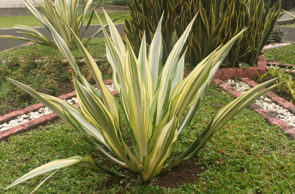 Agave gigantea/ Furcrea gigantea | Desain Lanskap