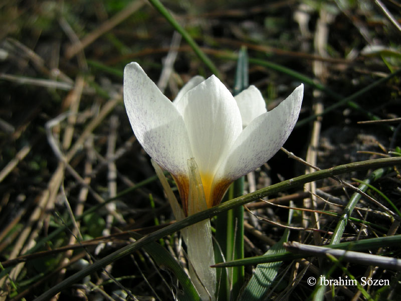 The Country Of Crocuses: Crocus candidus