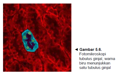 Unit Struktural dan Fungsional Ginjal | Ilmu Kesehatan