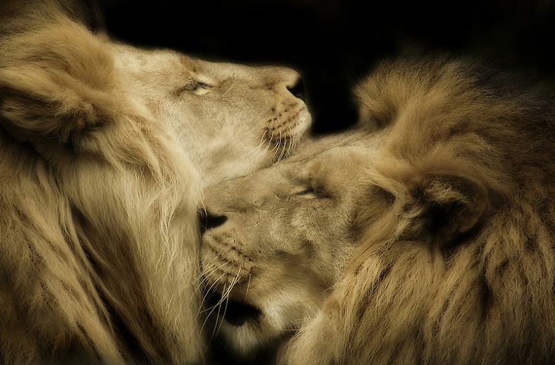 Magnificent Pictures of LIONS - Pix n Pix