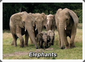 Welcome To Science Year 6: Unit 1: Interaction Among Living Things