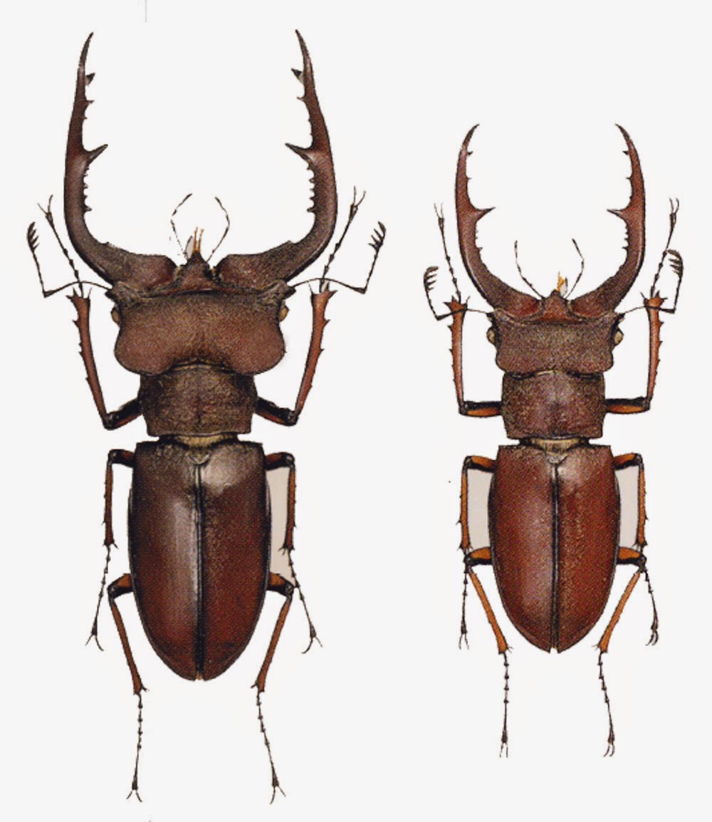 Vietnam Insect: Endemic species of Lucanus from Vietnam