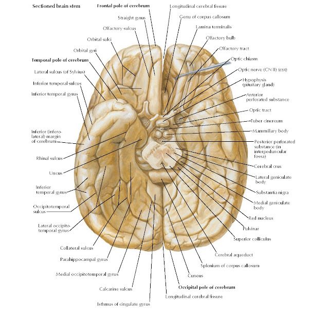 Brain: Inferior View Anatomy - pediagenosis