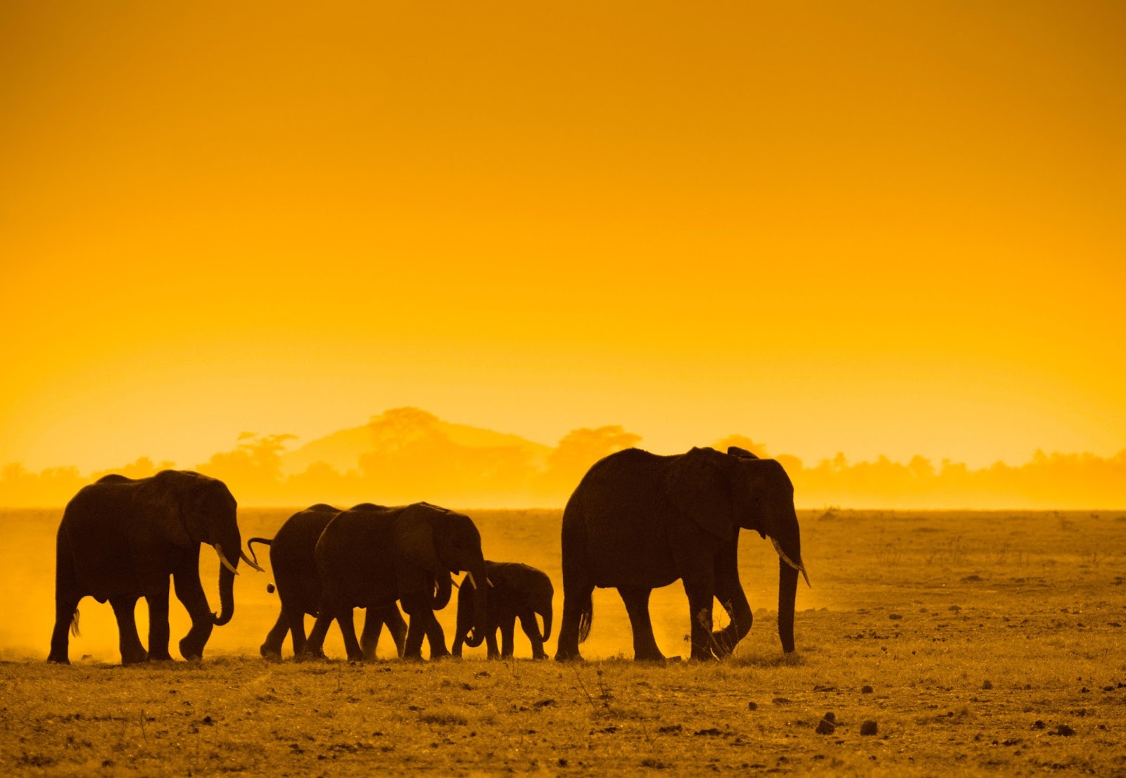 Beautiful Elephants High Resolution Images ~ HD Wallpapers & Images