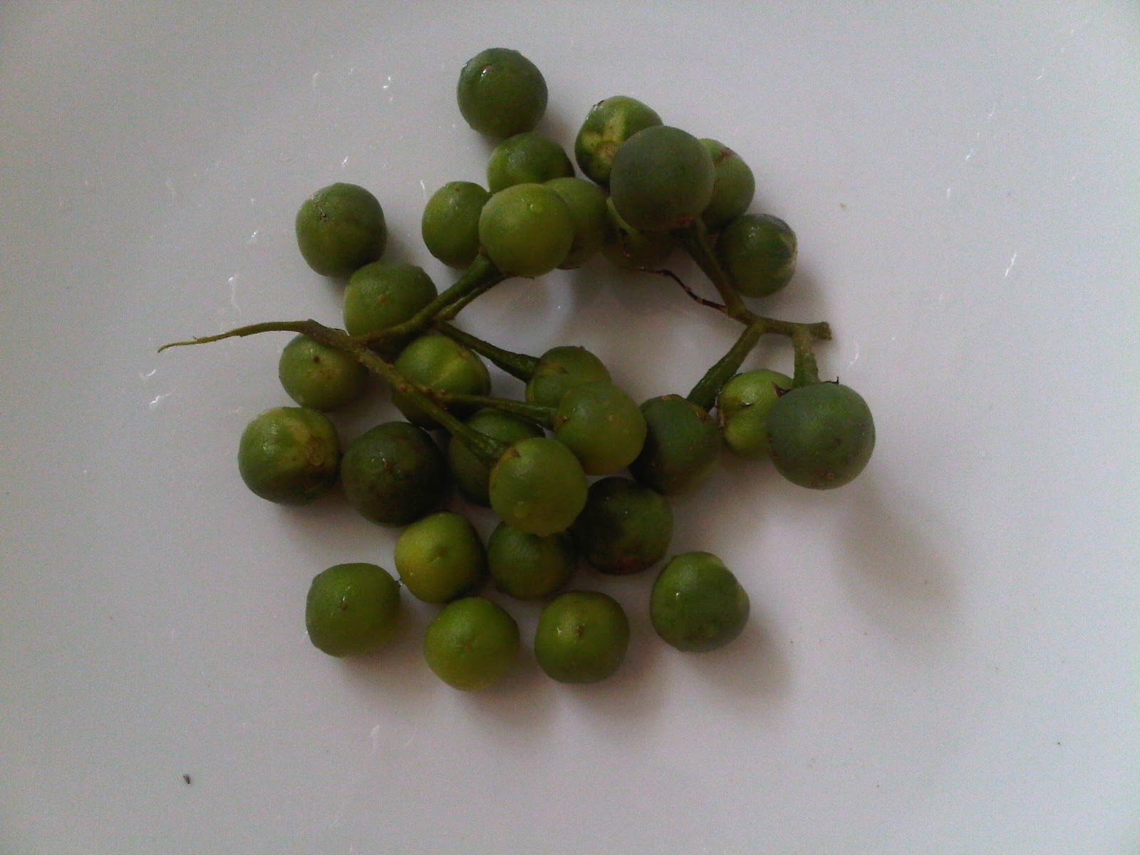 Rimbang dan Sayur Daun Singkong - Info Dunia Ibu dan Anak