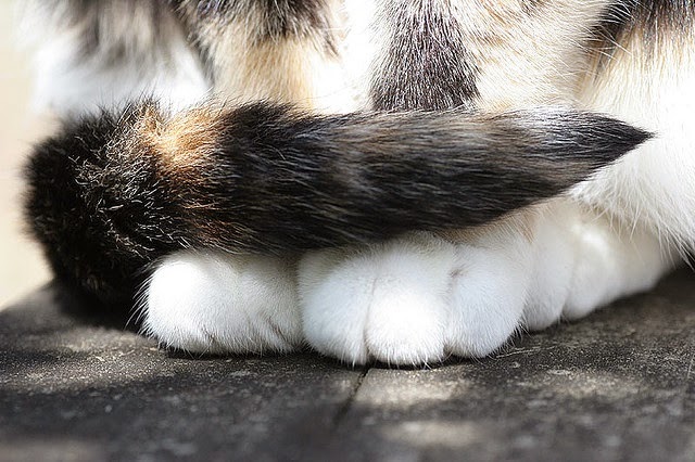 DICAS PELUDAS: CAUDA DE GARANHÃO (Stud Tail)