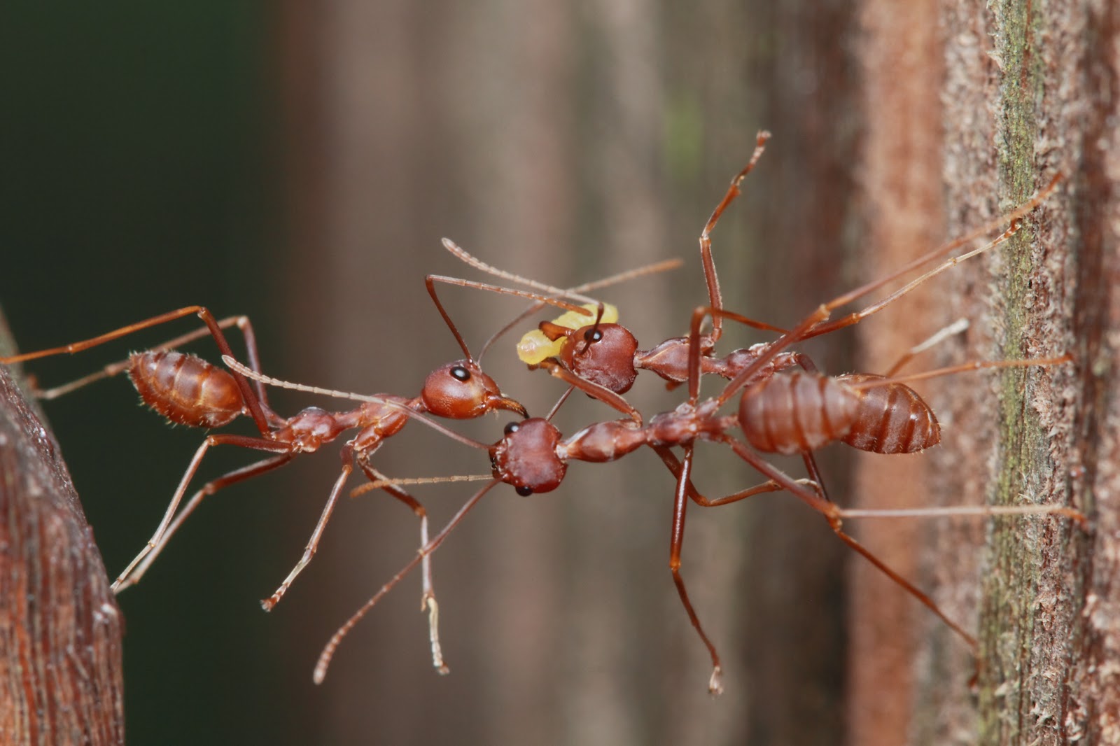 My Macro Journey: Ants