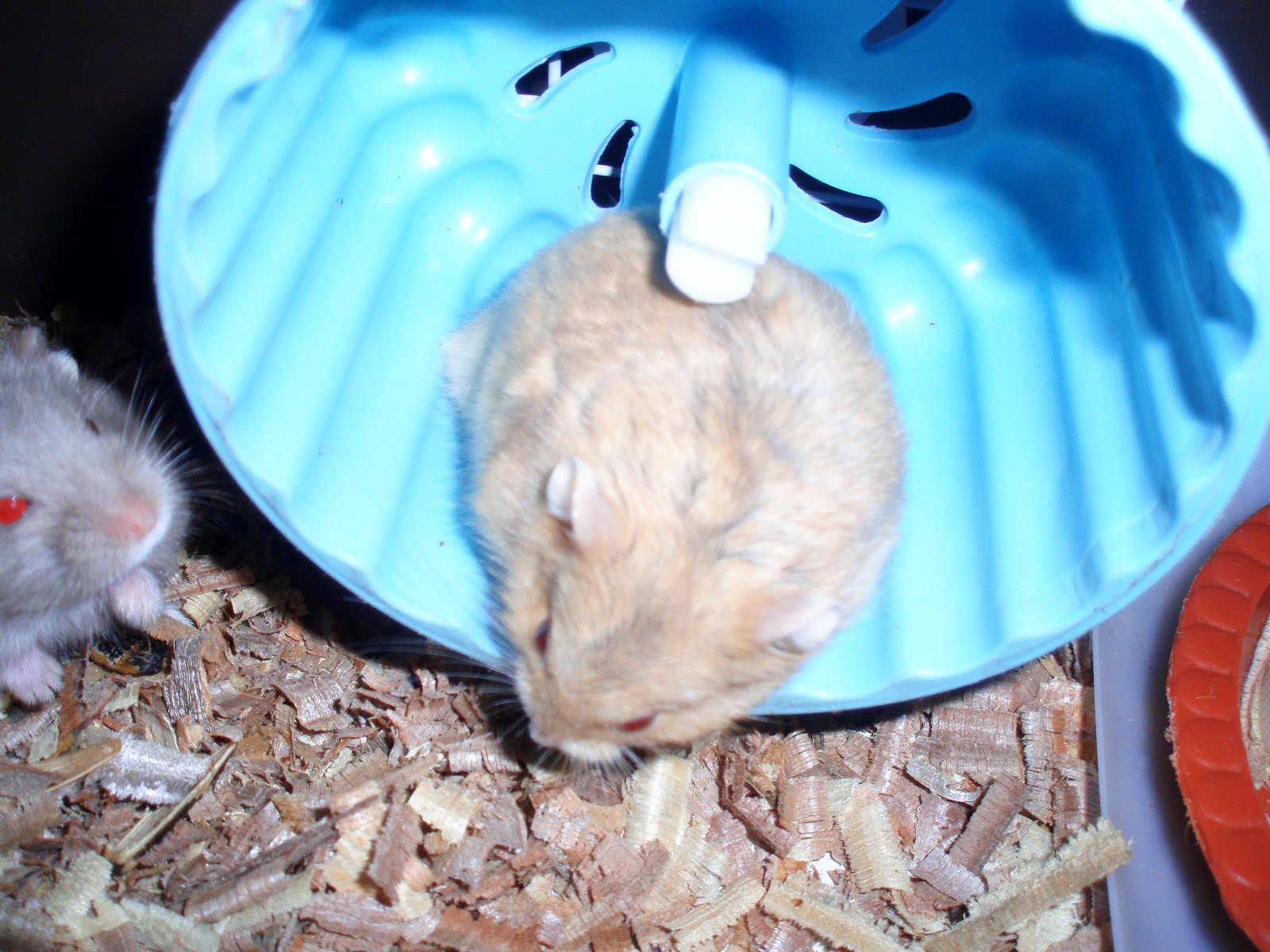 aeiroura_green_leaf: Alief Hamster Little Farm