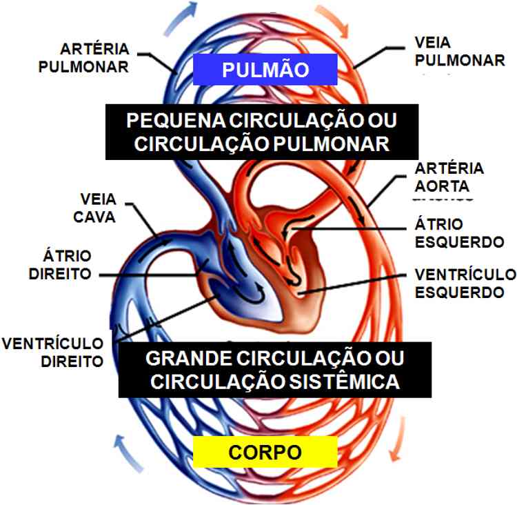 Ajuda alunos: Sistema circulatório