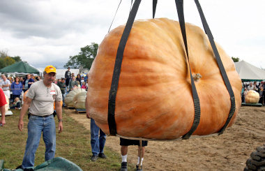 weird vegetables: Somebody Take This Obese Pumpkin, Please!