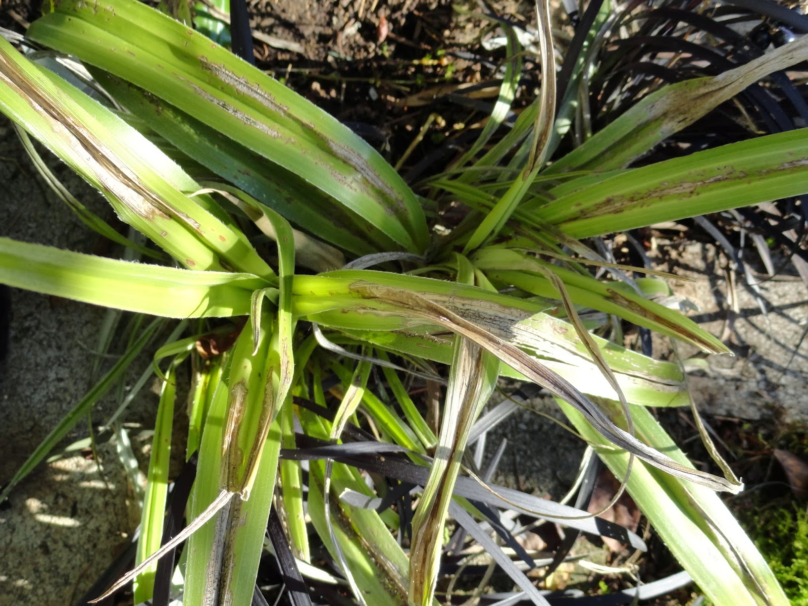 danger garden: Astelia nivicola ‘Red Gem’ is my favorite plant in the ...