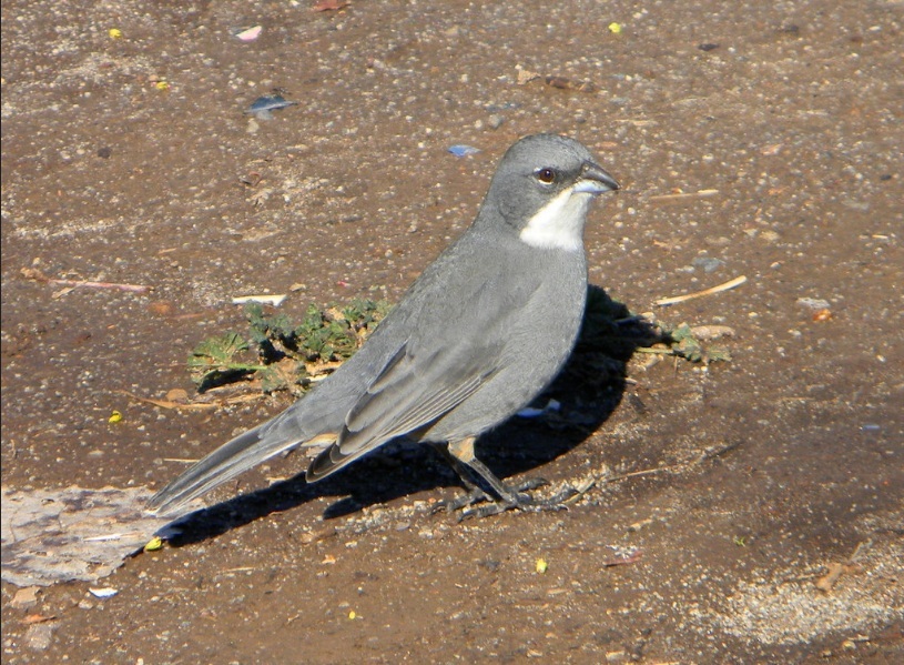 especies chilenas: Las aves cantoras de Chile