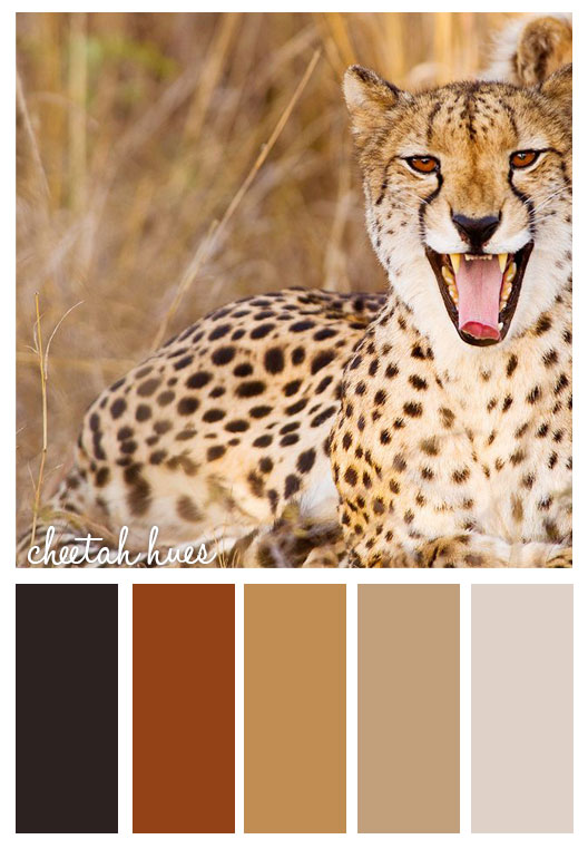 Cheetah Hues - Gold On The Ceiling