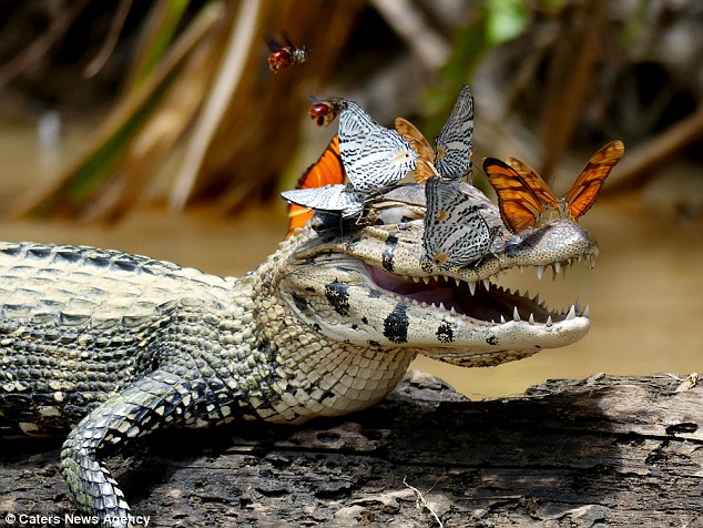 White Wolf : Caiman is so happy being surrounded by butterflies he can ...