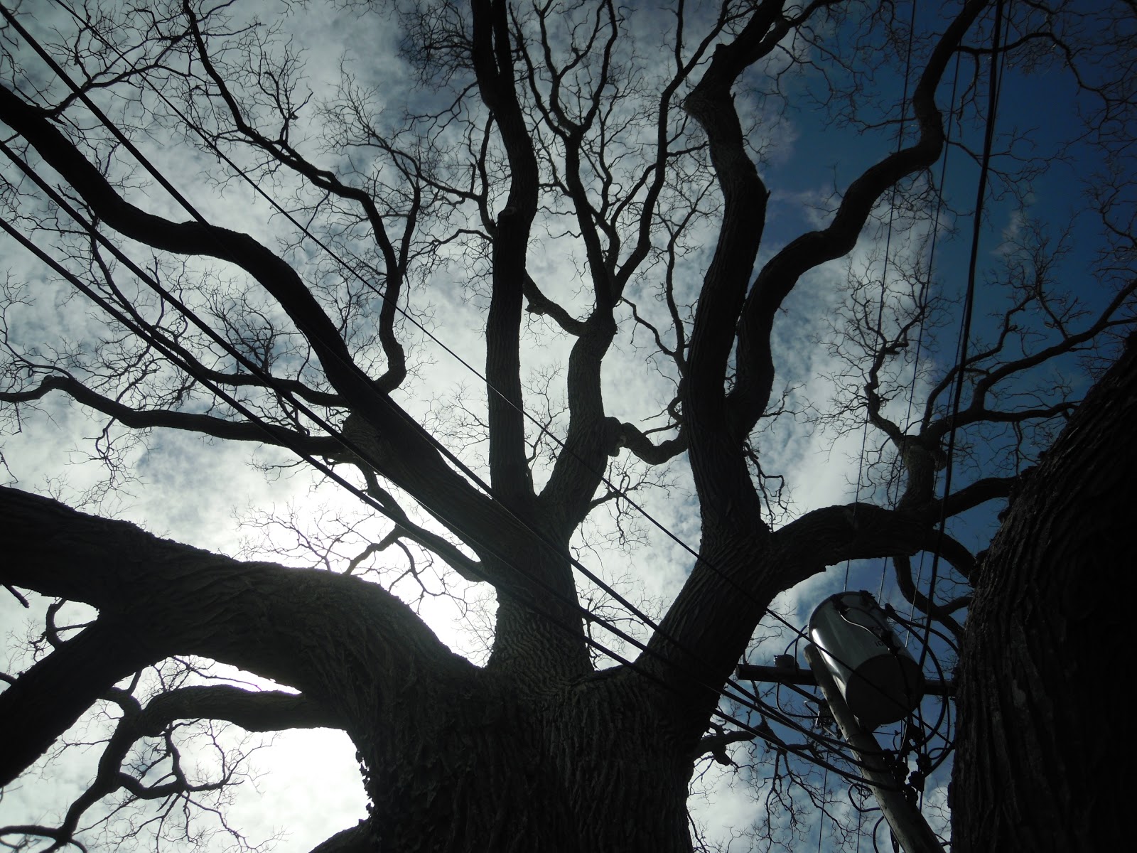 Marash Girl: Trees in Massachusetts History