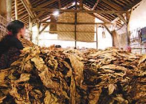 TEKNIK BUDIDAYA TEMBAKAU LENGKAP