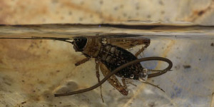 GoryFiles: The Ultimate Body Invaders