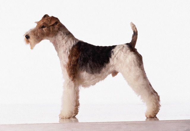 Terrierman's Daily Dose: Evolution of Terrier Breeds