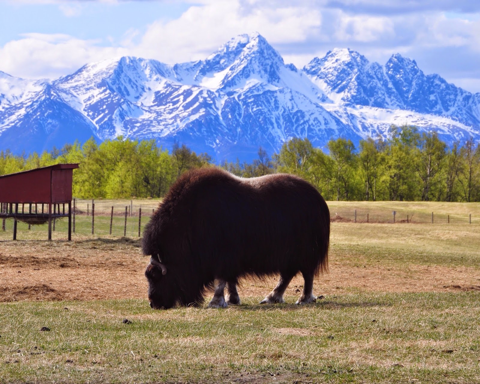 Heart Alaska: Musk Ox Farm
