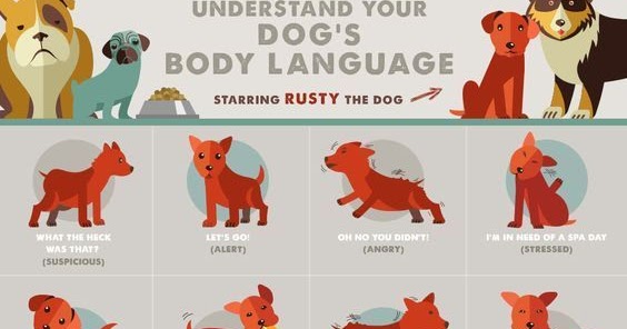 How To Understand A Dogs Body Language