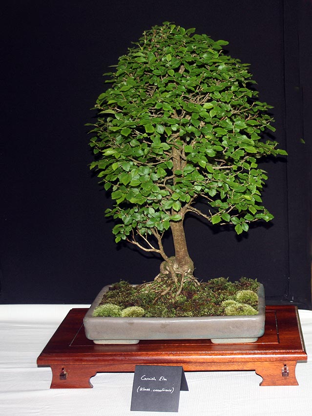 Little Cornish Trees: May 2012