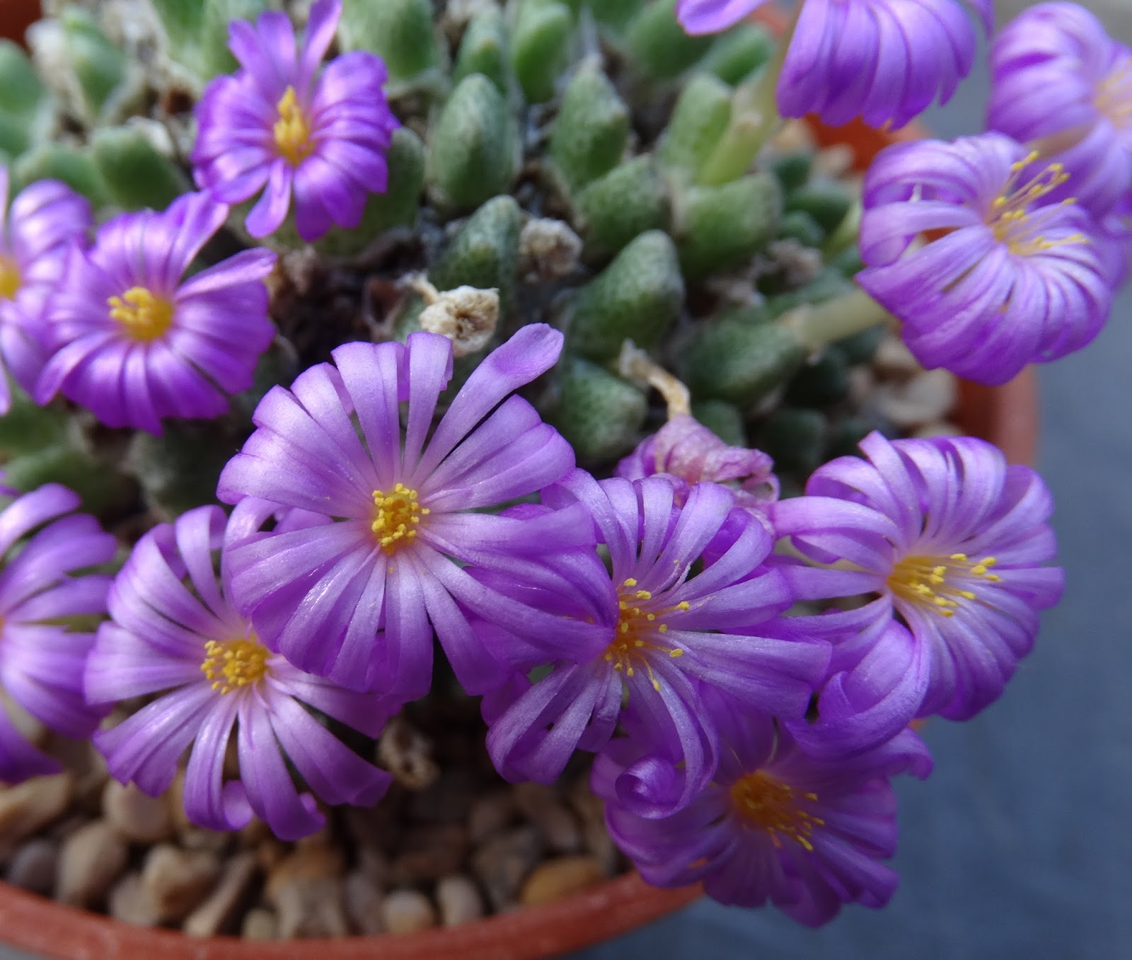 Succulent Sundae: CONOPHYTUM MARGINATUM LITTLEWOODII