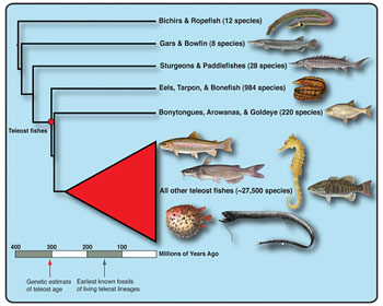El robalo: Nuevo árbol genealógico para los peces teleósteos