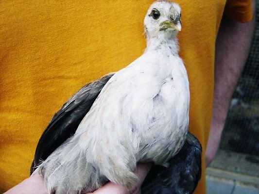 BReeder: Visual "White" in Chicken Varieties