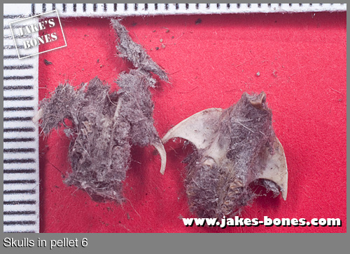 Dissecting bird pellets : Jake's Bones