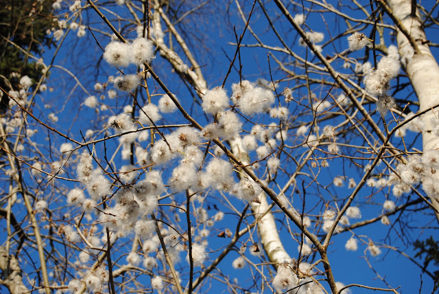 Ärligt och härligt om trädgård och natur: Jolster med silvriga hängen
