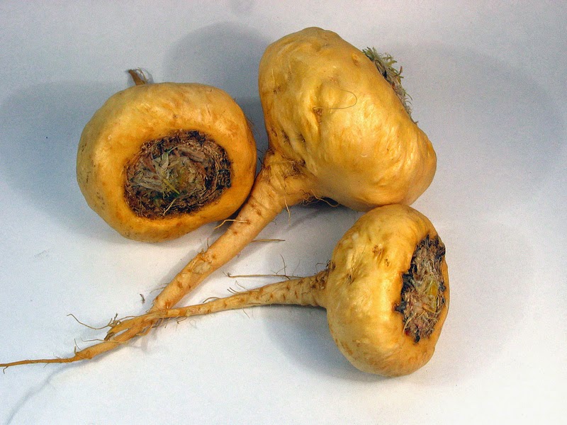 Natura Mundi: Info plante : La Maca, une merveille des Andes.