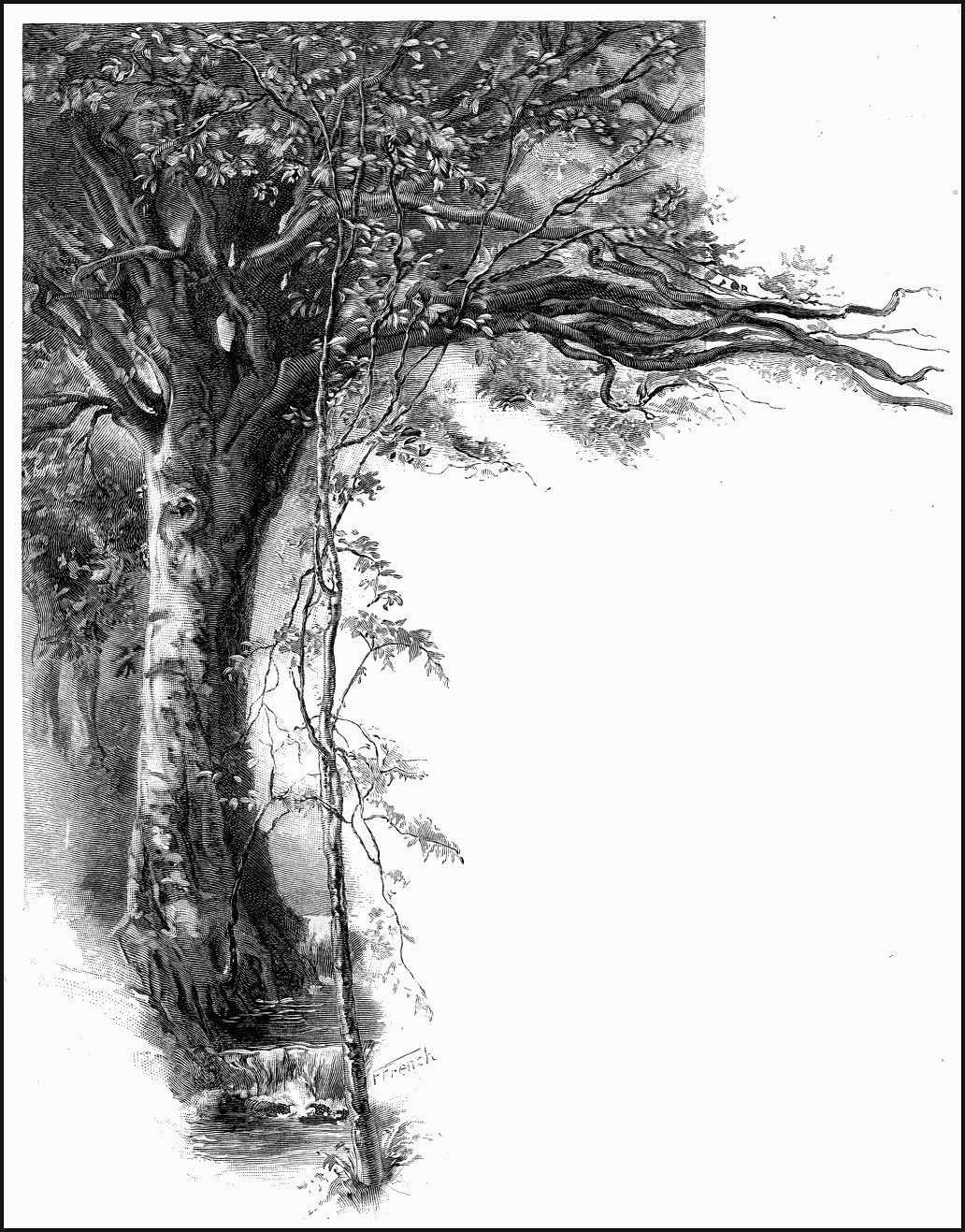 HD Art Archive: tree line art