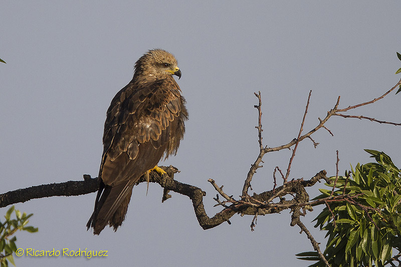 El Herrerillo: Milano negro (Milvus migrans)