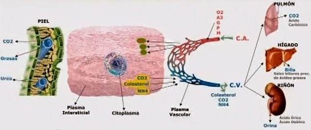 RECUPERANDO LA SALUD EN LA ESCLEROSIS MÚLTIPLE: CURÁNDONOS CON AGUA DE MAR