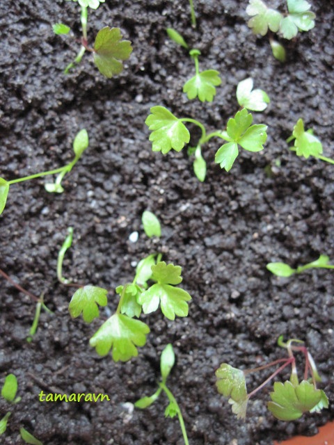 Всё о бегониях и не только...: Огород на балконе - 2017 (Сельдерей ...