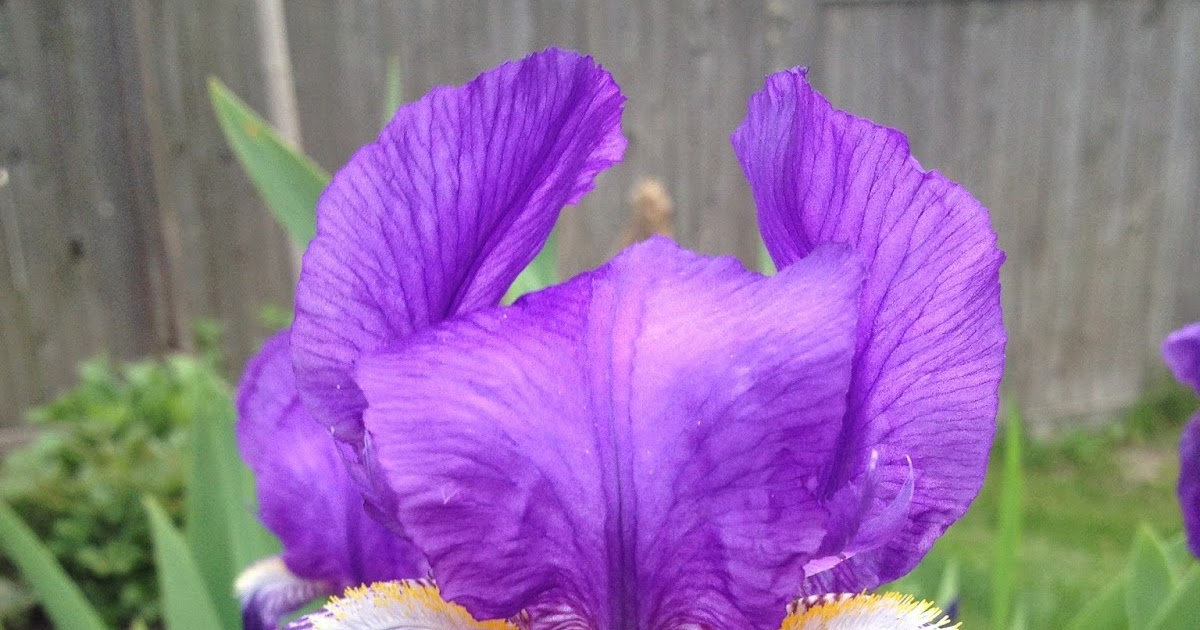 The Sweet Smells of Spring